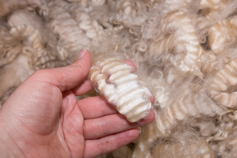 Sheep of the week: Merino – Avenue Yarns